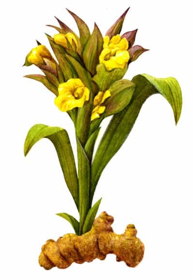 The Amazing Benefits Of Tumeric - Worth More Than Gold Then .....And ...