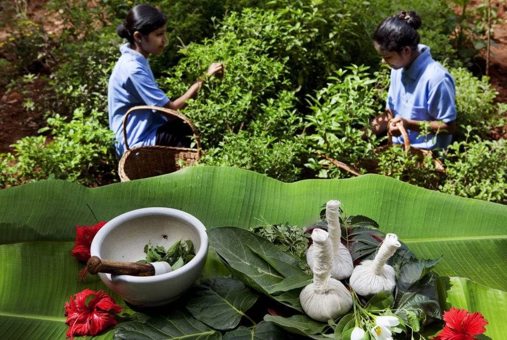 7 Night 8 Days Ayurvedic Package — IVAC Ayurvedic Centre India